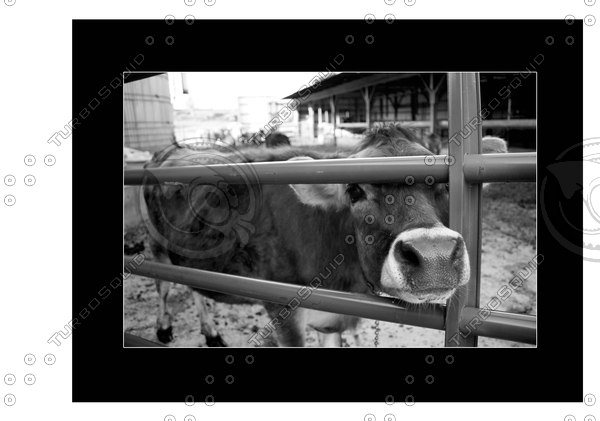 Stock JPEG cow heffer calf