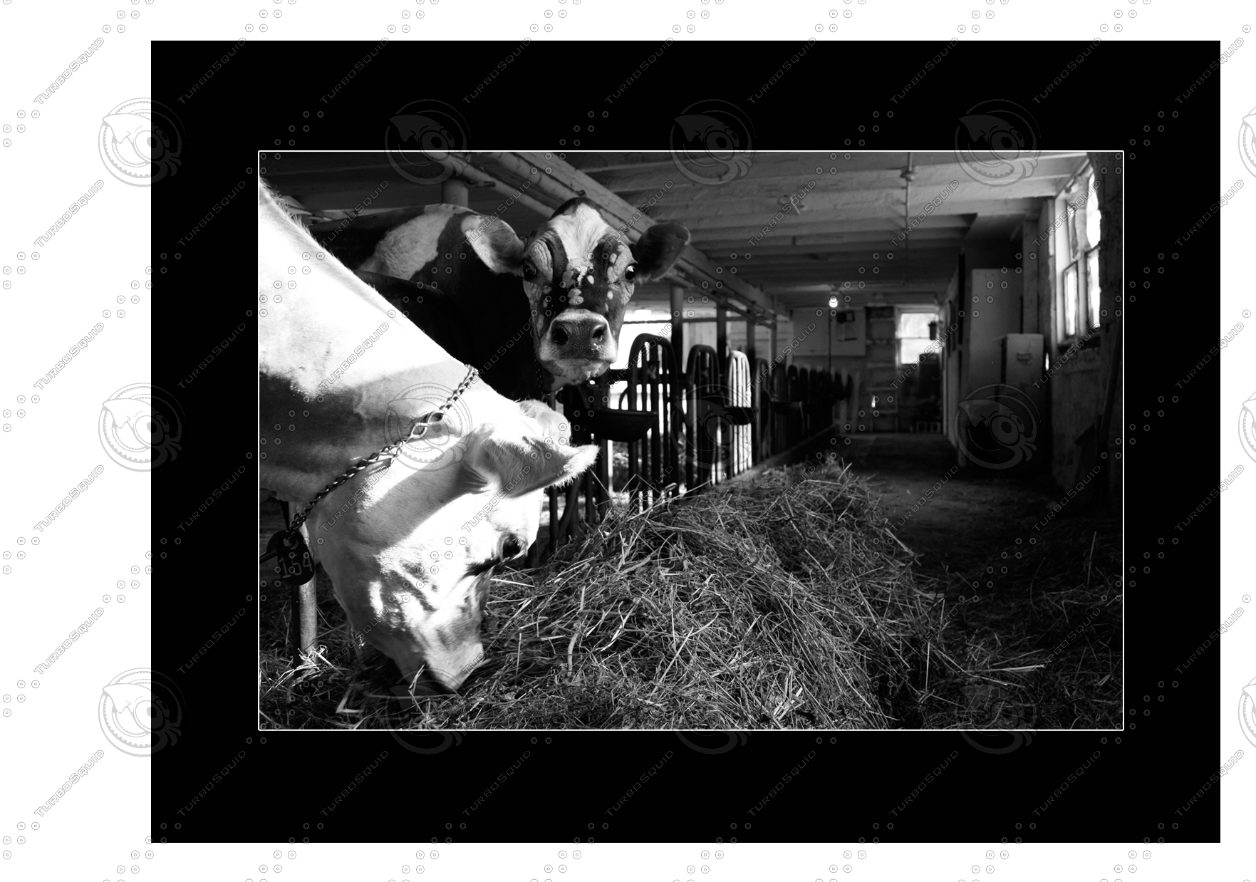 Stock JPEG cow spot heffer