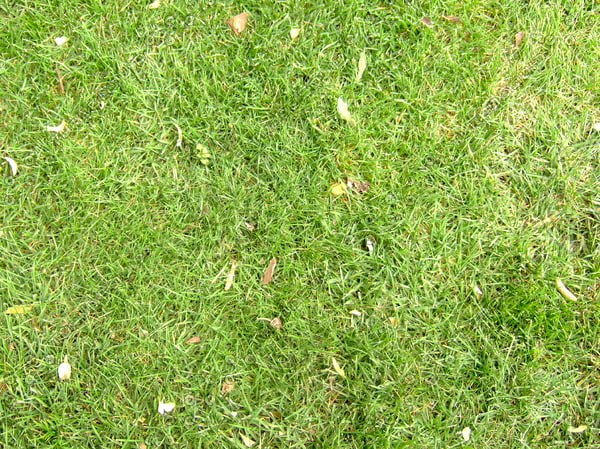 Texture JPEG lawn ground green