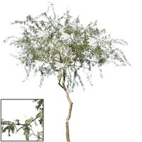 Texture TIFF Chilean Mesquite tree