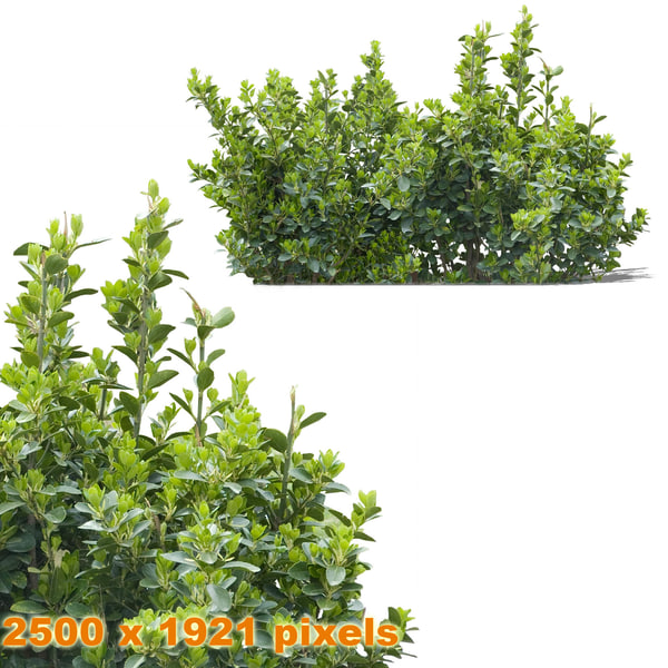 Texture Photoshop Green Plant Collection