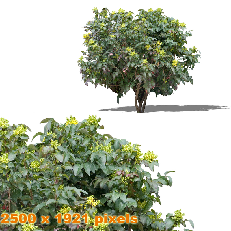 Texture Photoshop Green Plant Collection