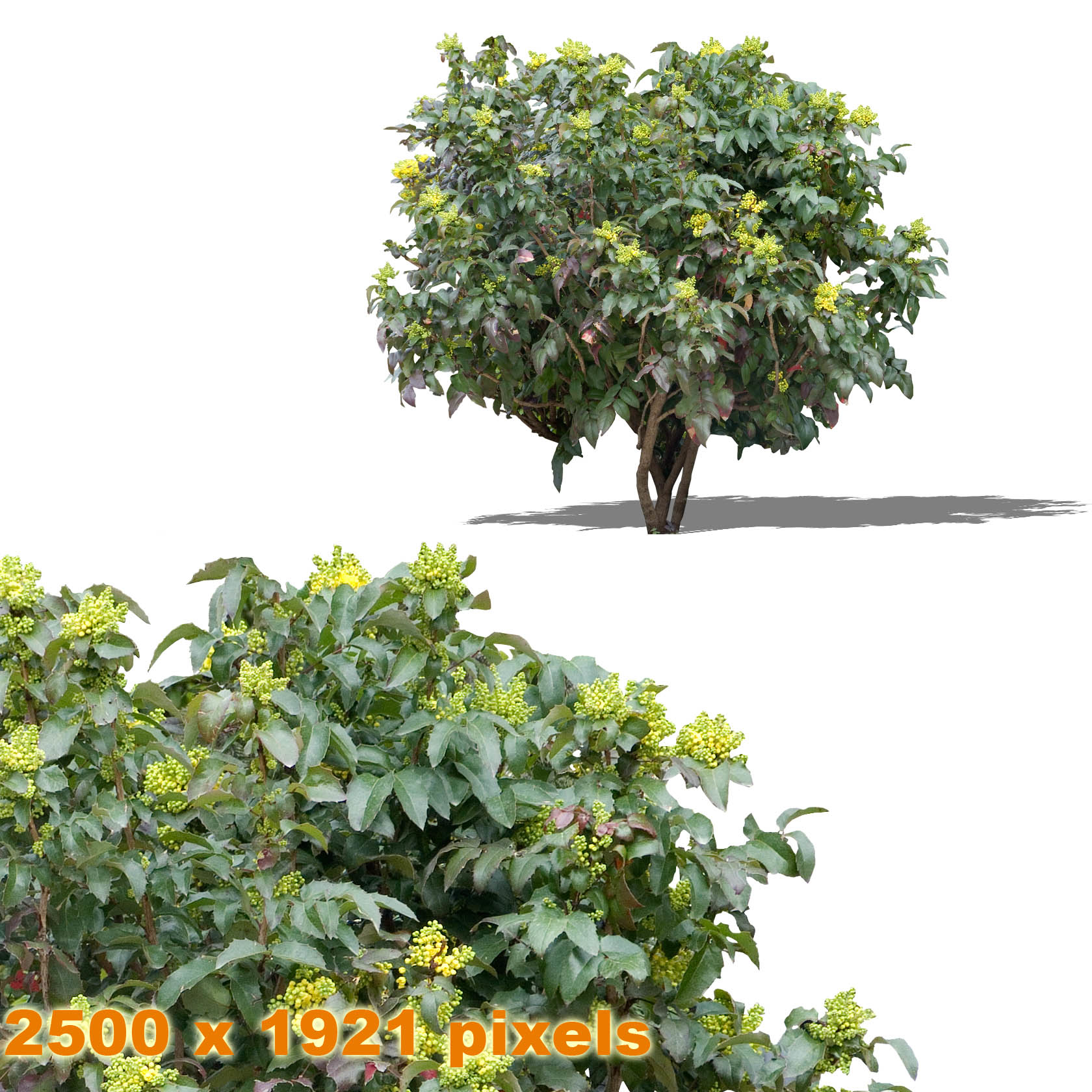 Texture Photoshop Green Plant Collection