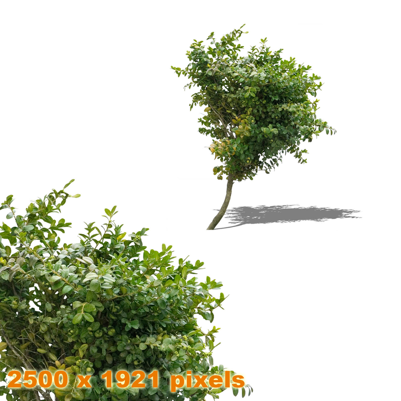 Texture Photoshop Green Plant Collection