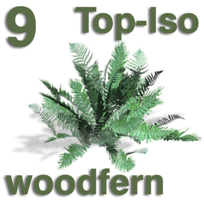 Texture Photoshop top view fern