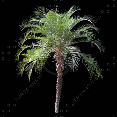 Texture Photoshop tree bush plant