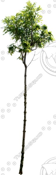 Texture JPEG tree photo transparent