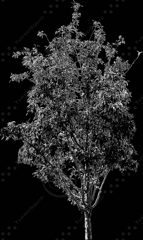 Texture JPEG tree billboard high