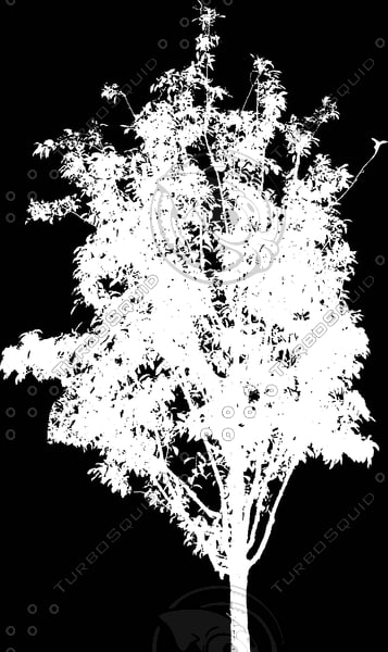 Texture JPEG tree billboard high