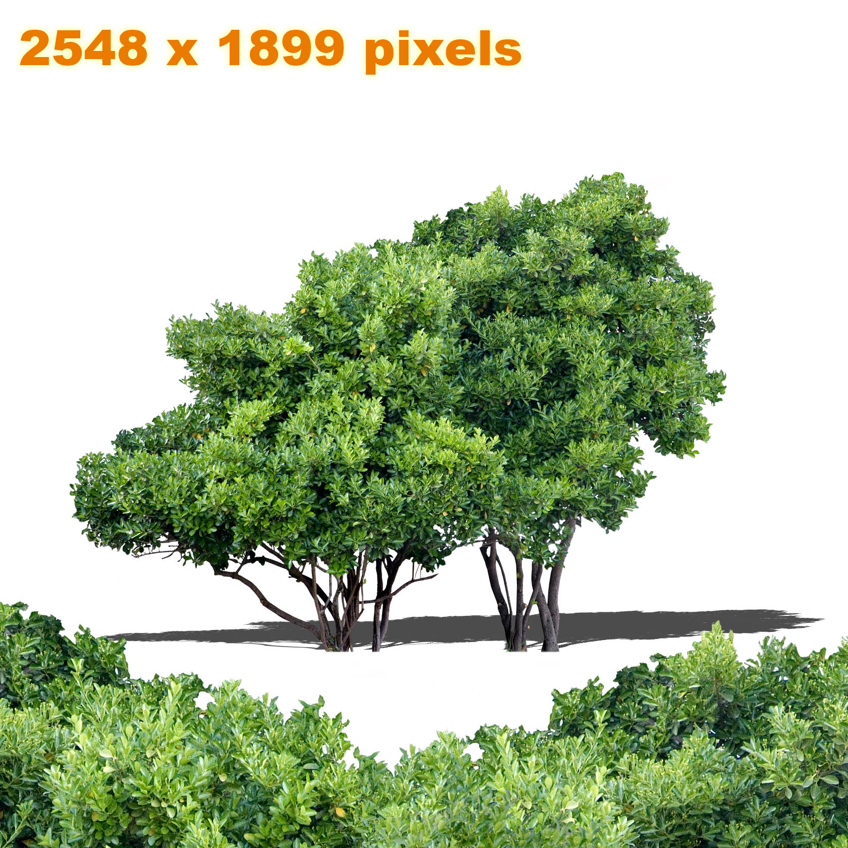 Texture PNG tree deciduous garden