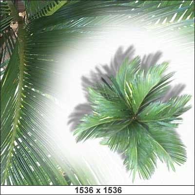 Texture Photoshop top view tree