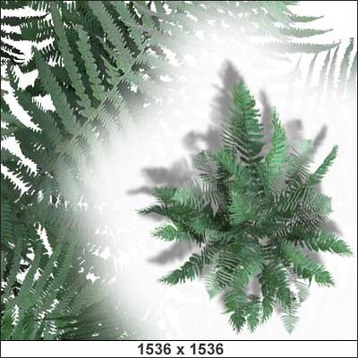 Texture Photoshop top view fern