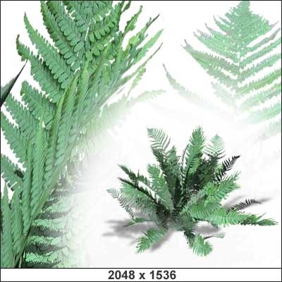 Texture Photoshop top view fern