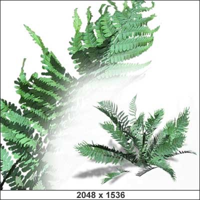 Texture Photoshop top view fern