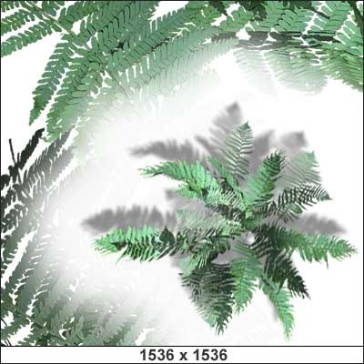 Texture Photoshop top view fern