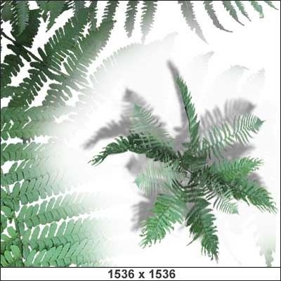 Texture Photoshop top view fern