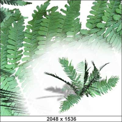 Texture Photoshop top view fern
