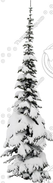 Texture Photoshop winter tree snow