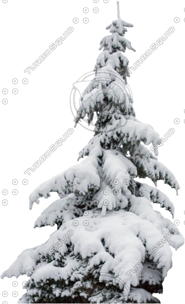 Texture Photoshop winter tree snow