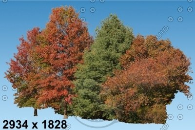 Texture JPEG tree trees autumn