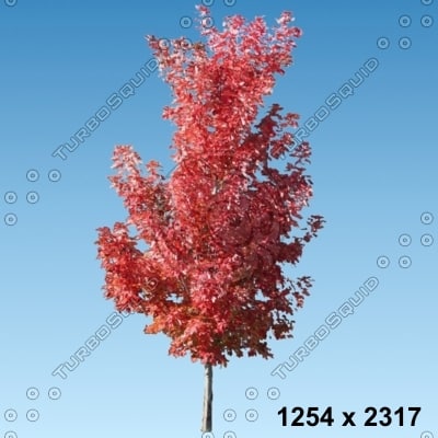 Texture JPEG tree autumn trees