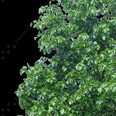 Texture JPEG tree billboard high