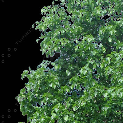 Texture JPEG tree billboard high