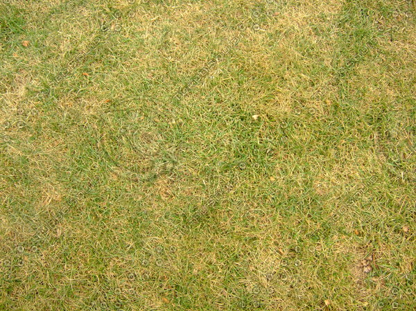 Texture JPEG lawn ground green