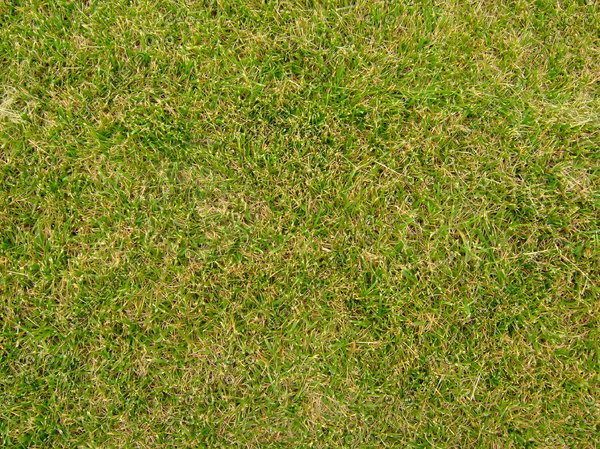 Texture JPEG lawn ground green