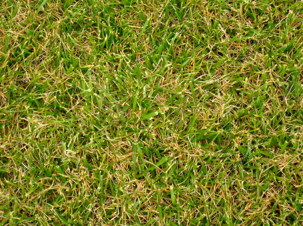 Texture JPEG lawn ground green