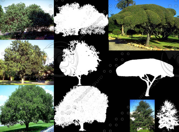 Texture JPEG Tree Collection bundle