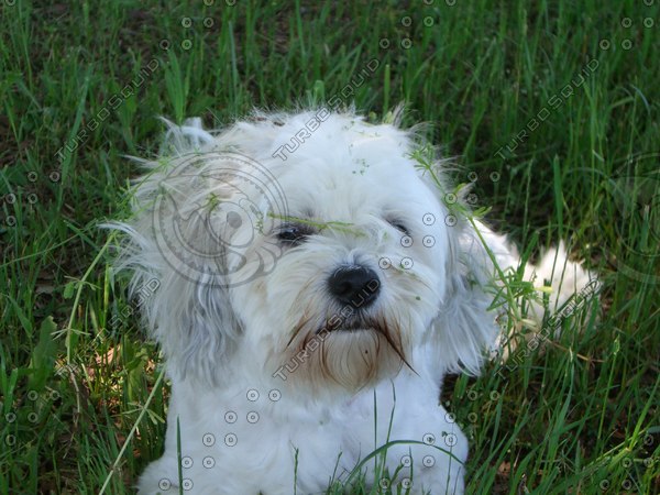 Stock JPEG content dog Bison