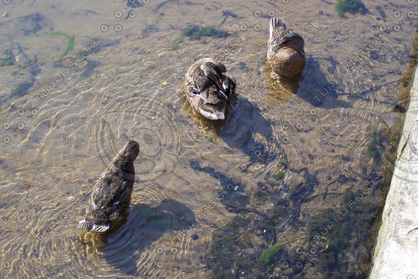 Stock JPEG Ducks Duck Water