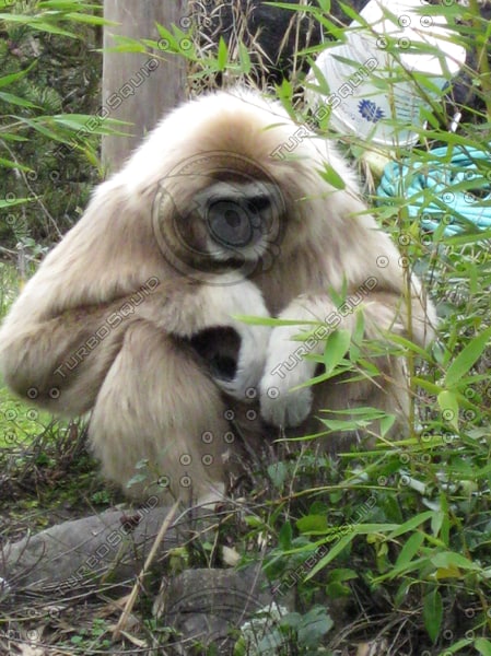 Stock JPEG monkey tan zoo