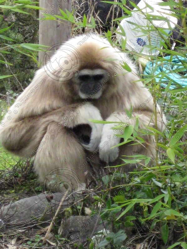 Stock JPEG monkey tan zoo