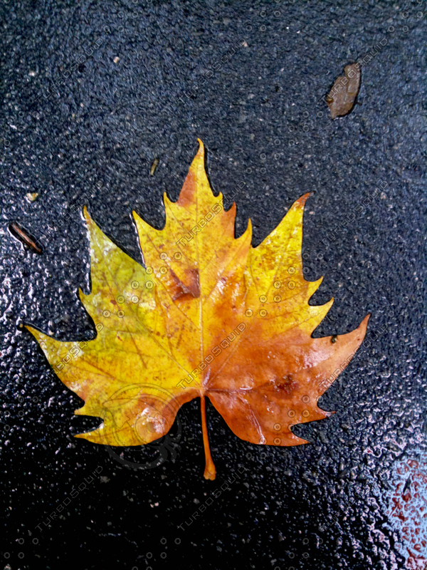 Stock JPEG leaf nature asphalt