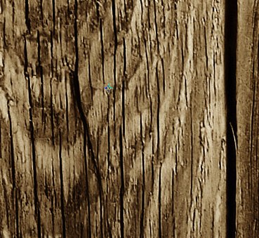 Texture JPEG WOOD textures MAPS