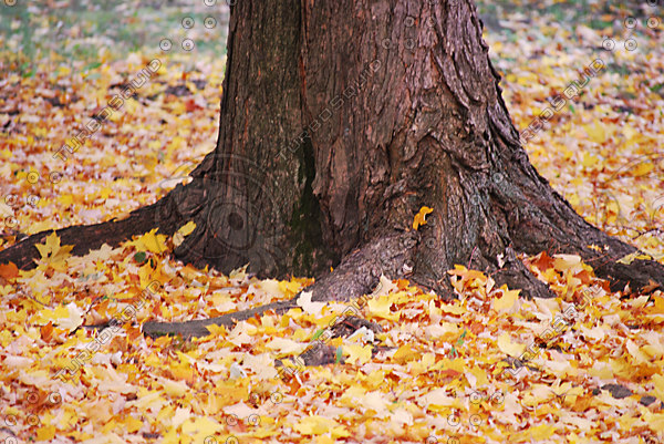 Stock JPEG Tree leaves parks