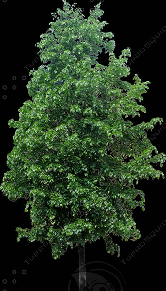 Texture JPEG tree billboard high
