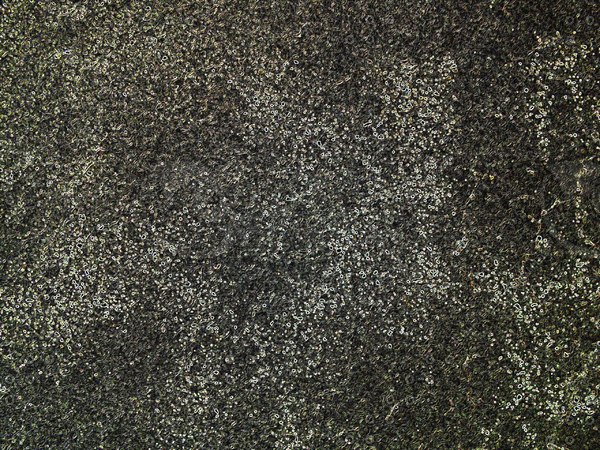 Texture JPEG Wormy Dark Bio