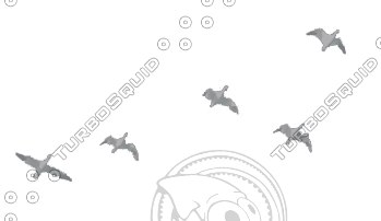 Texture Windows Bitmap bird birds flock