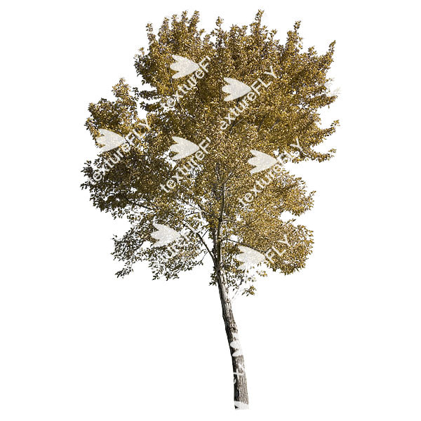 Texture TIFF Maple Tree Acer