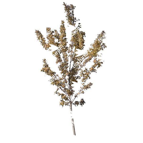 Texture TIFF tree maple 2d