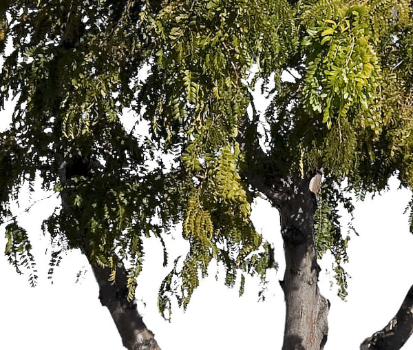 Texture TIFF tree Jacaranda 2d