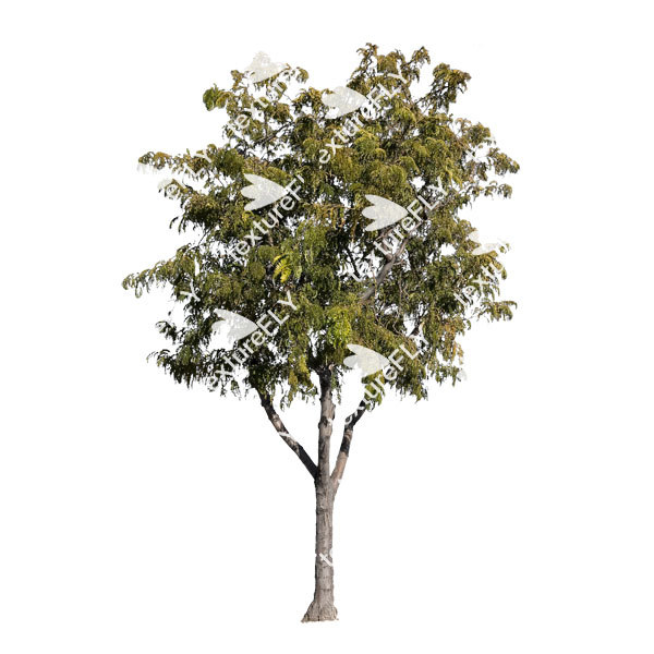 Texture TIFF tree Jacaranda 2d