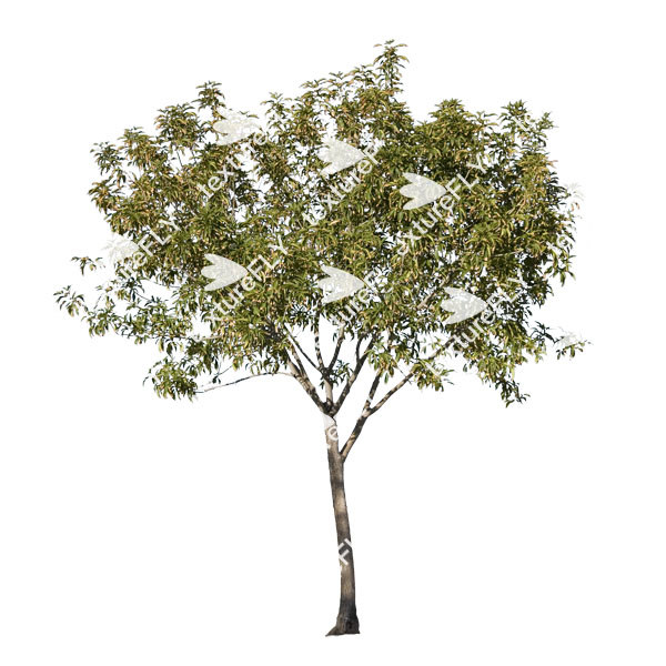 Texture TIFF tree ash 2d