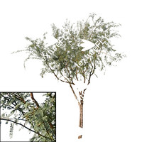 Texture TIFF Chilean Mesquite tree