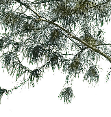 Texture TIFF Desert Museum tree