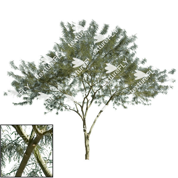 Texture TIFF Desert Museum tree