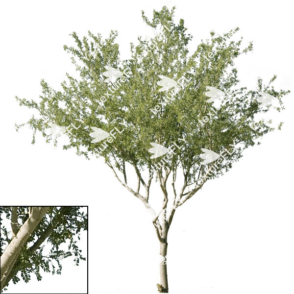 Texture TIFF Ironwood tree Desert